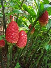 Shampoo Ginger Rhizome (BARE ROOT RHIZOME) | Swingler Botanicals